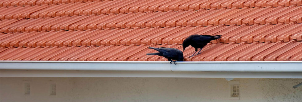 Keeping Pests Out of your Rain Harvesting System & Gutters